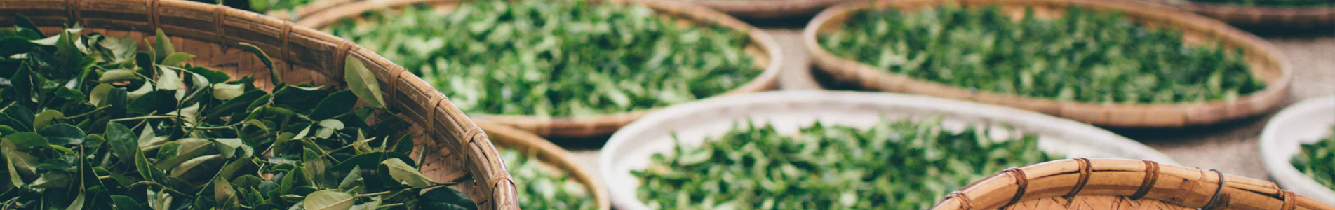 Teesorten, welche gibt es und was sind die Unterschiede?